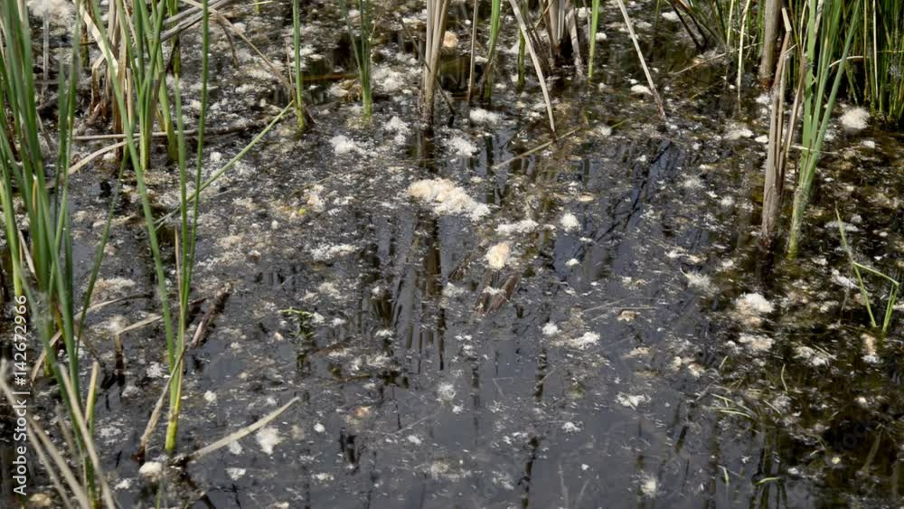 The Typha grows robust in paludariums and river zones. Stock ビデオ ...