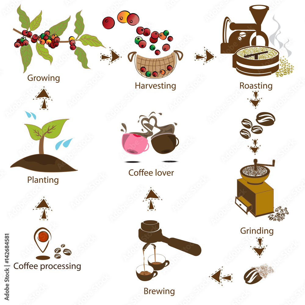 coffee processing step by step from bean to coffee lover Stock ...