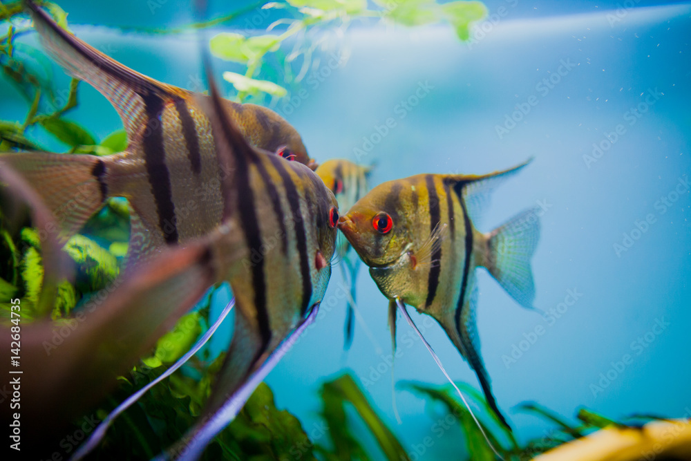 Angelfish Pterophyllum scalare Stock Photo | Adobe Stock