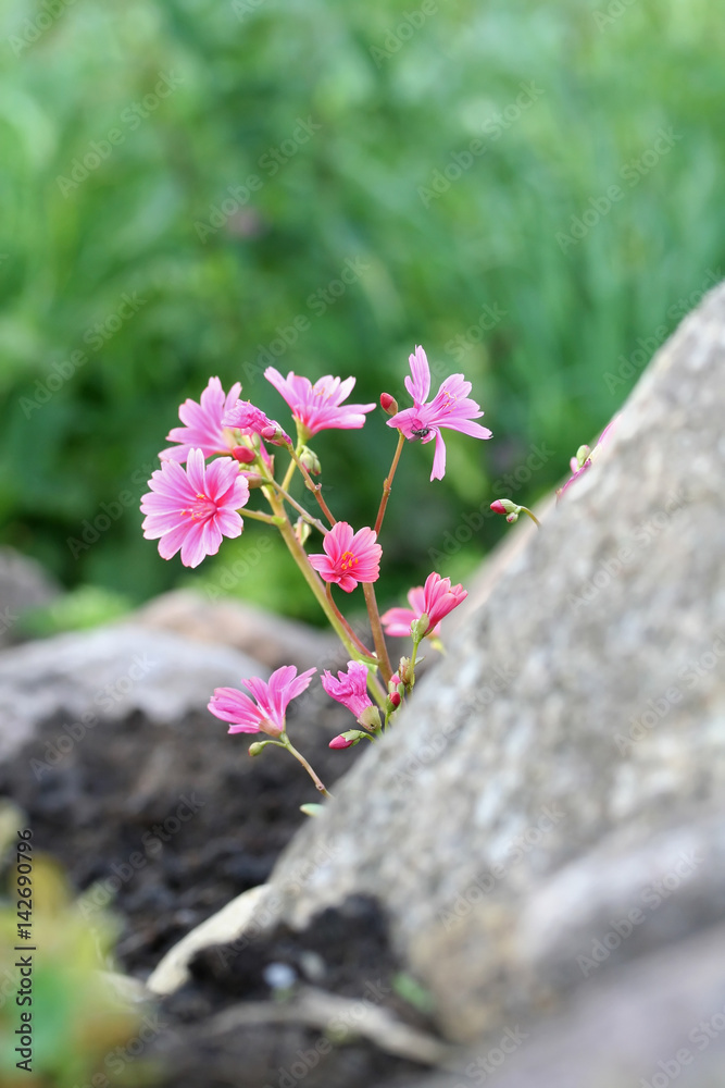 Lewisia cotyledon 'Elise Mixed' Stock Photo | Adobe Stock