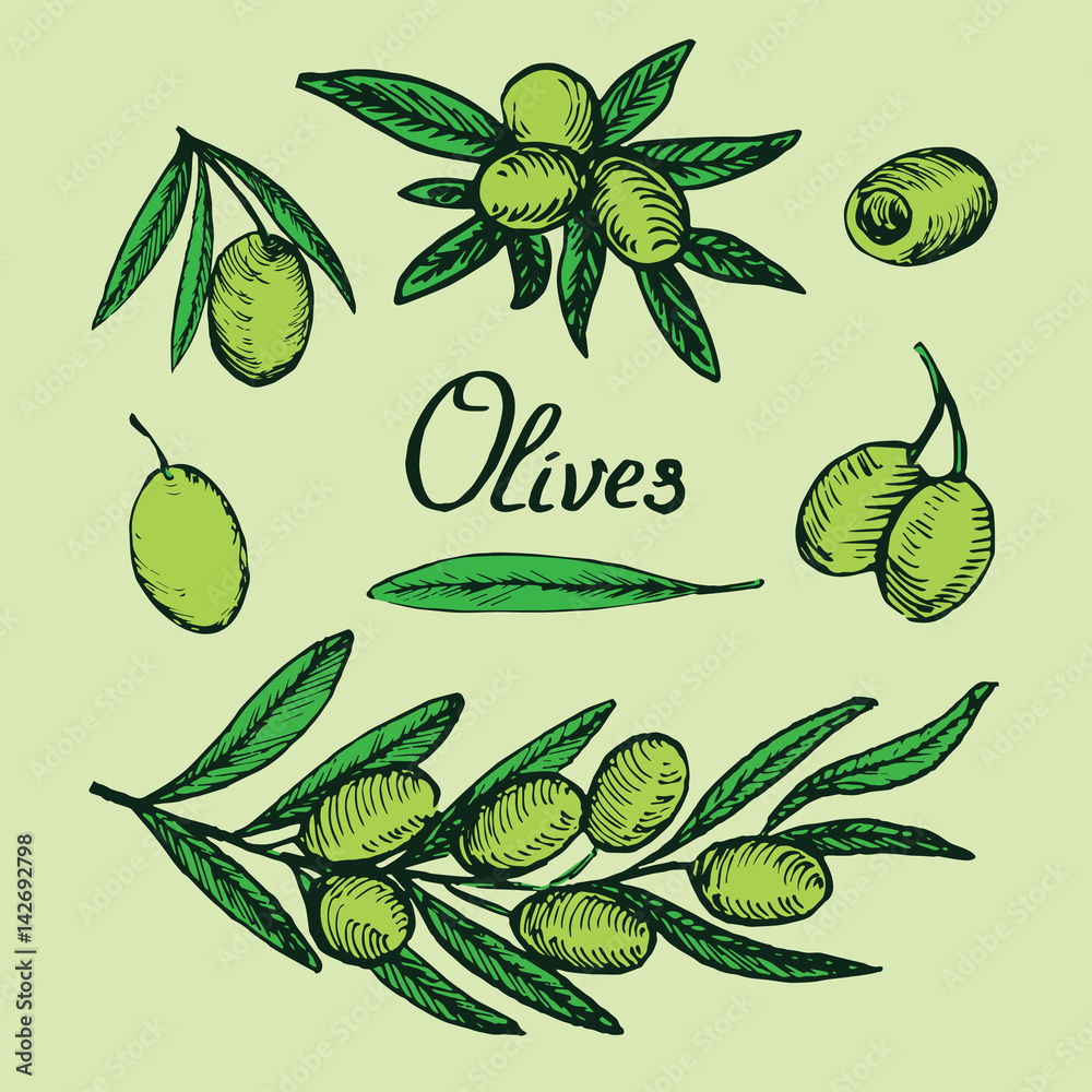 Color olive branches, leaf and fruits set, design with inscription ...