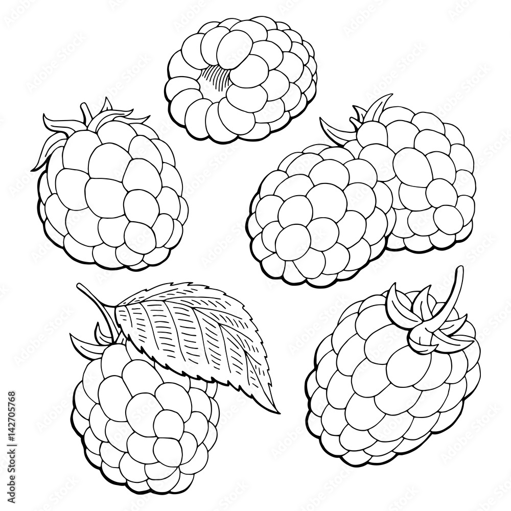 Raspberry graphic black white isolated sketch illustration vector Stock ...
