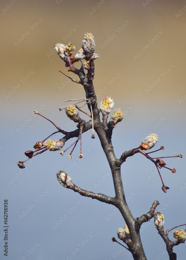 Box elder tree buds blooming in a warm morning sun, with soft natural ...