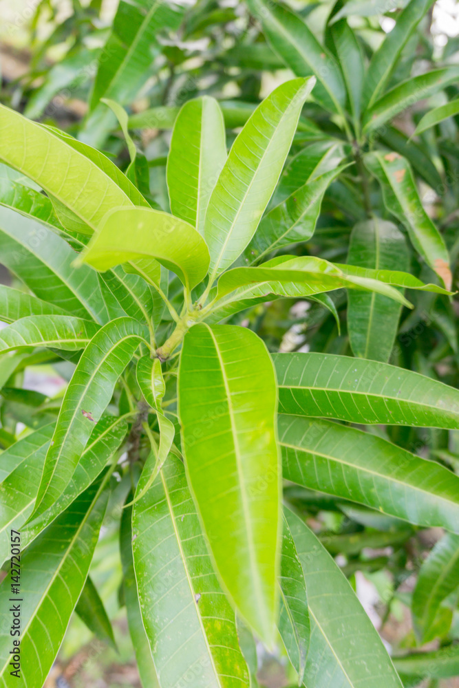 Mango leaves Stock Photo | Adobe Stock