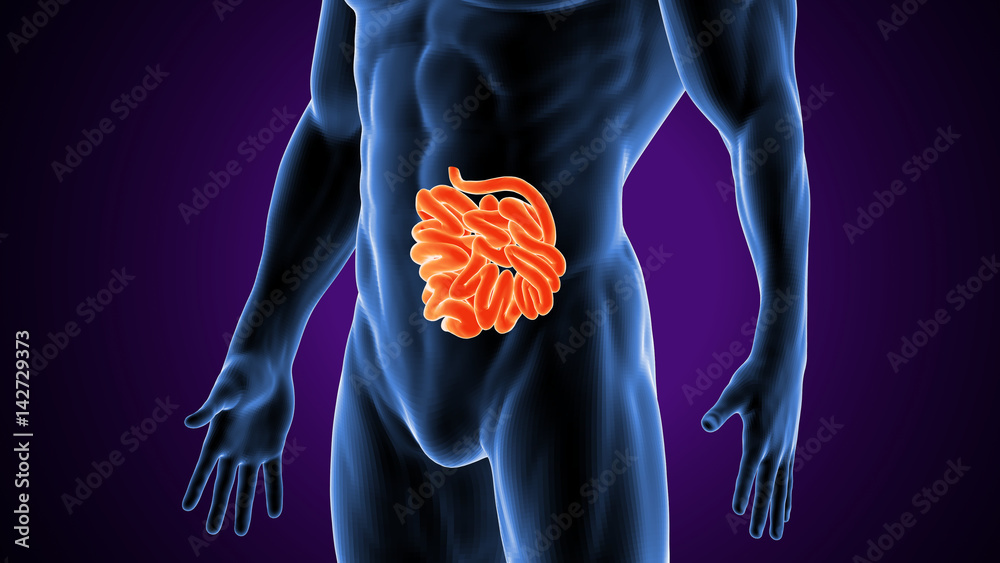 Human Small Intestine Anatomy Illustration. 3D render Stock ...