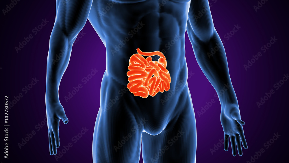 Human Small Intestine Anatomy Illustration. 3D render Stock ...