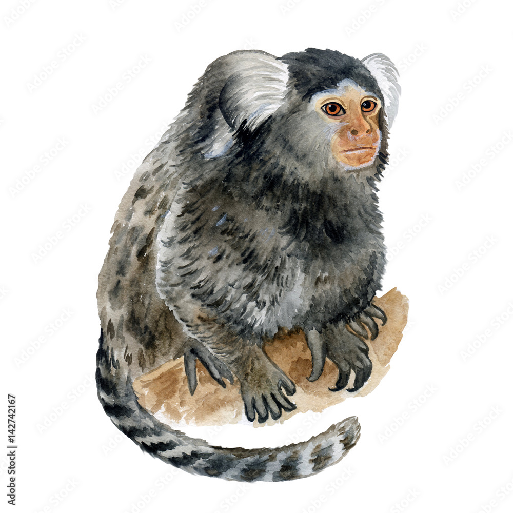 Watercolor closeup portrait Common Marmoset, Callithrix jacchus or ...