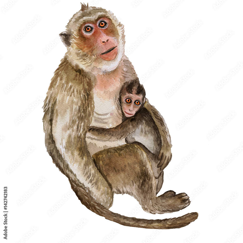 Watercolor closeup portrait of Rhesus macaque or Macaca mulatta with baby isolated on white ...