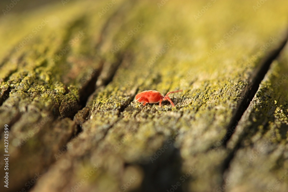 Rote Samtmilbe (Trombidium holosericeum) auf Holz Stock-Foto | Adobe Stock