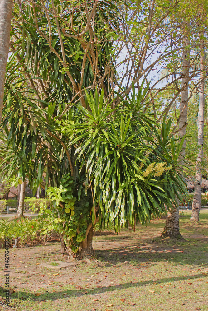 Dracaena fragrans (cornstalk dracaena) in the natural environment ...