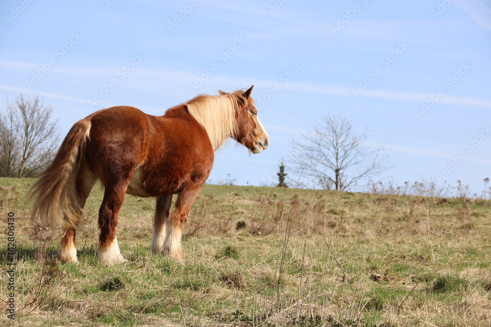 Pferd steht auf einer Wiese am Waldrand im Frühling Stock-Foto | Adobe ...