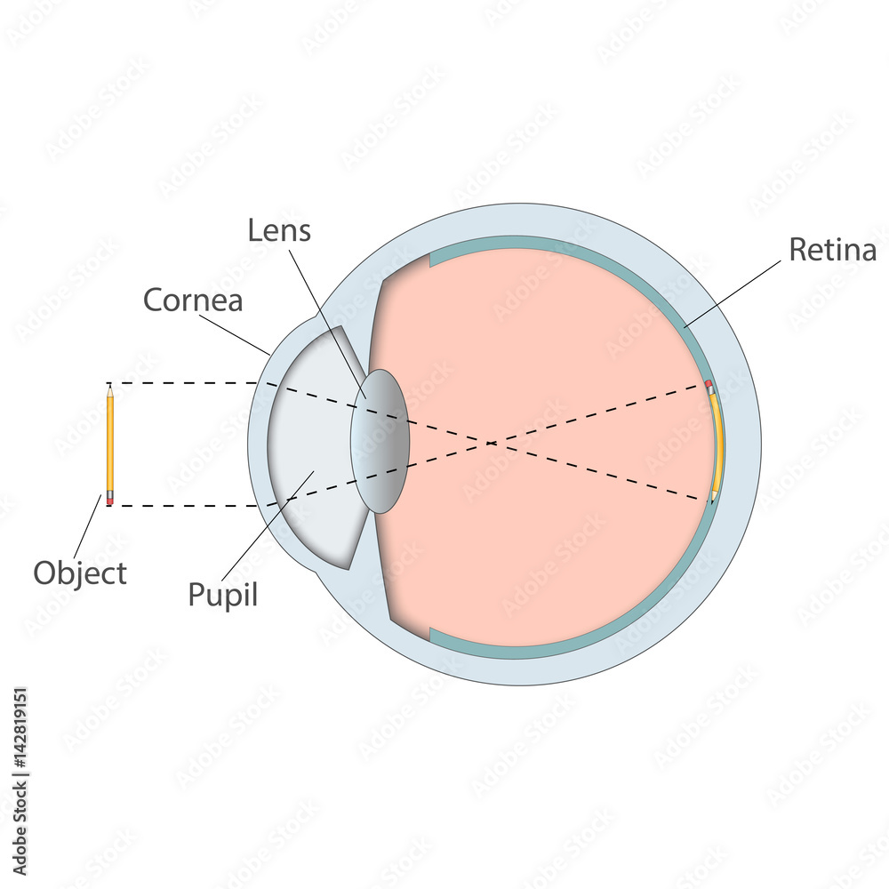 Human eye color structure anatomy scheme. Vector flat illustration ...