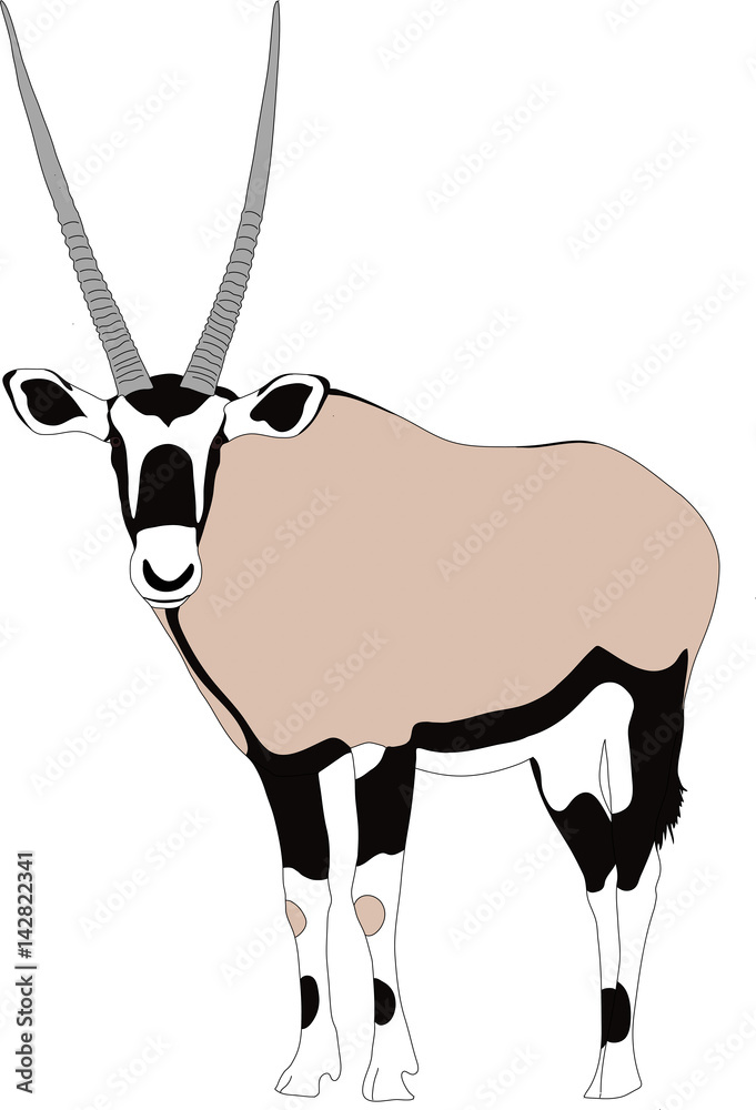 Portrait of a gemsbok or oryx gazella antelope, running, hand drawn ...