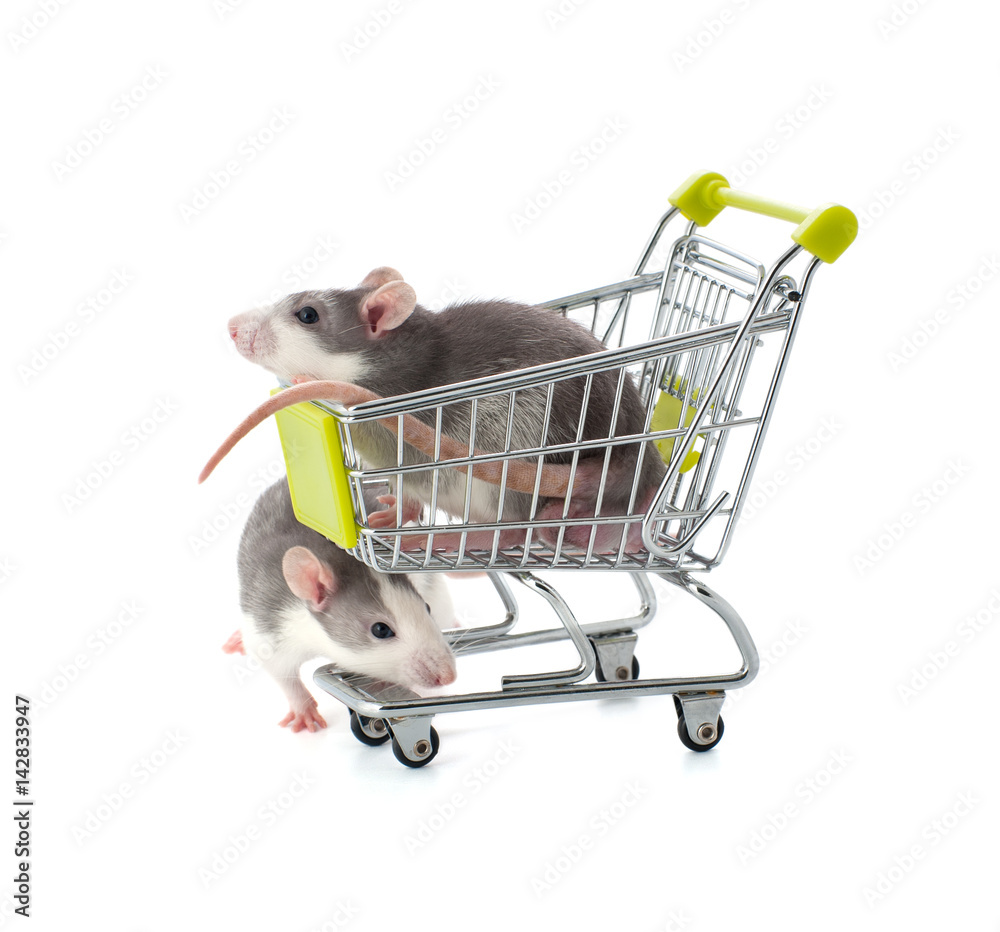 Cute little decorative rats in a shopping cart on a pure white ...