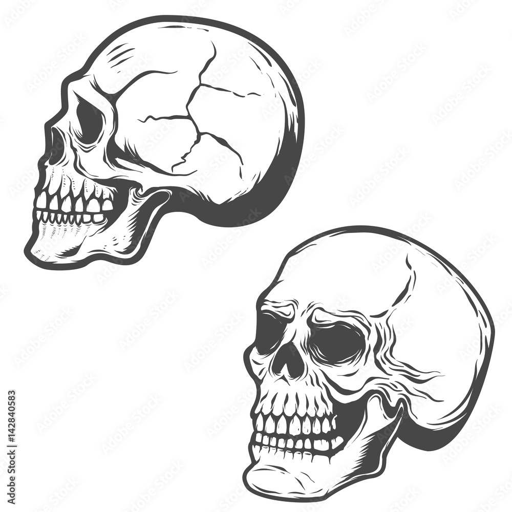 Set of the vector skulls isolated on white background. Stock Vector ...
