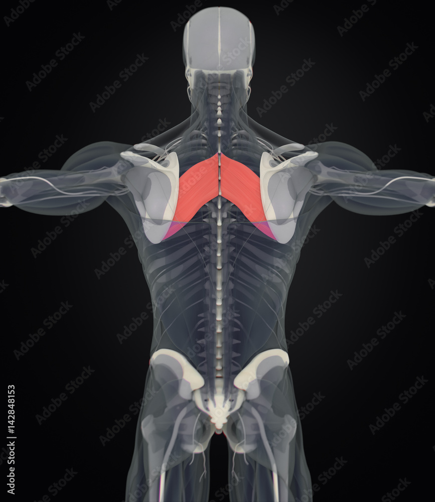 Anatomy muscle body. Rhomboid Major.Human body xray scan. 3D ...