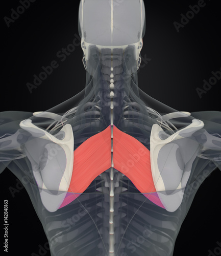 Anatomy muscle body. Rhomboid Major.Human body xray scan. 3D ...