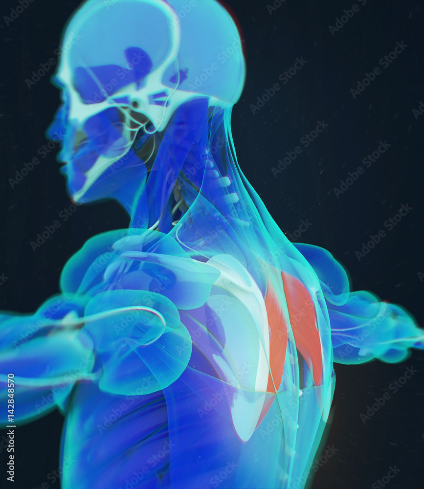 Anatomy muscle body. Rhomboid Major.Human body xray scan. 3D ...