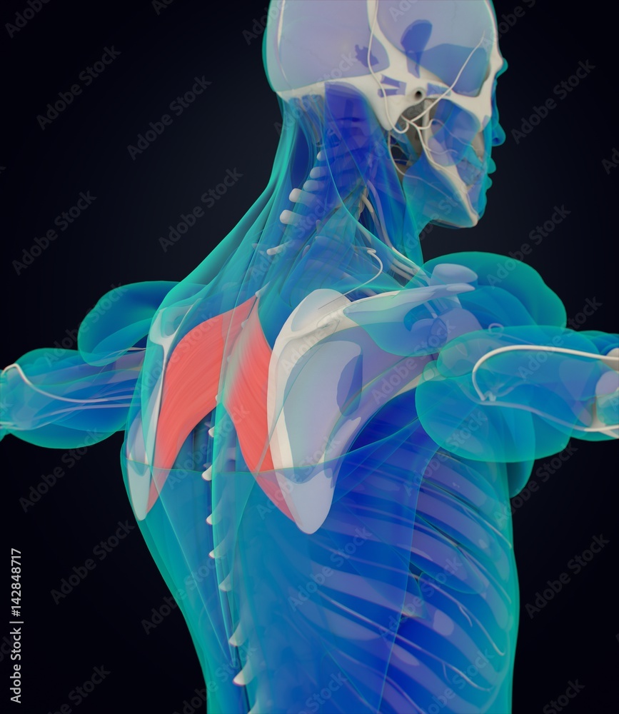 Anatomy muscle body. Rhomboid Major.Human body xray scan. 3D ...