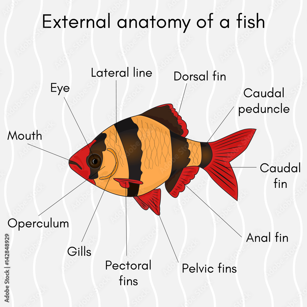 Anatomy of fish Stock Vector | Adobe Stock