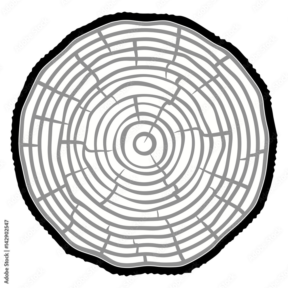 Tree Trunk Rings Drawing