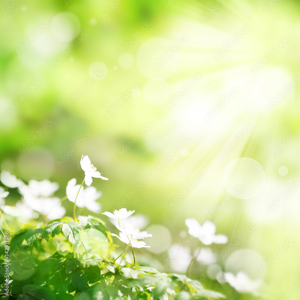Bright green spring background Stock-Foto | Adobe Stock