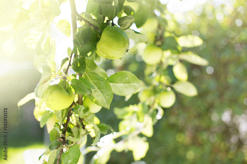 Apple Tree Branch Bending Down from Weight of Apples Stock-Foto | Adobe ...