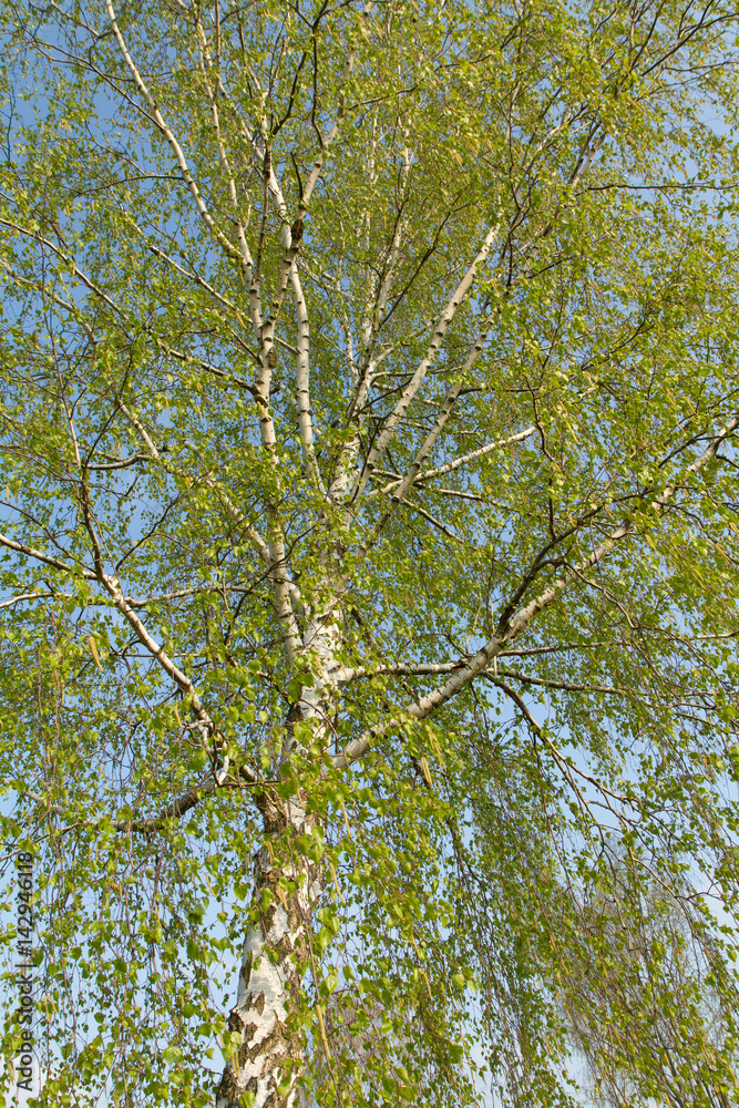 Birke Stock-Foto | Adobe Stock