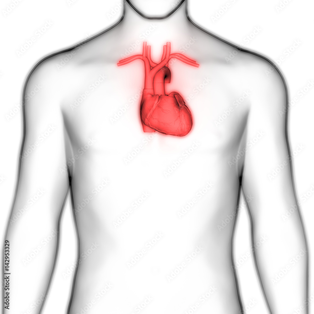 Human Body Organs (Heart Anatomy) Stock Illustration | Adobe Stock