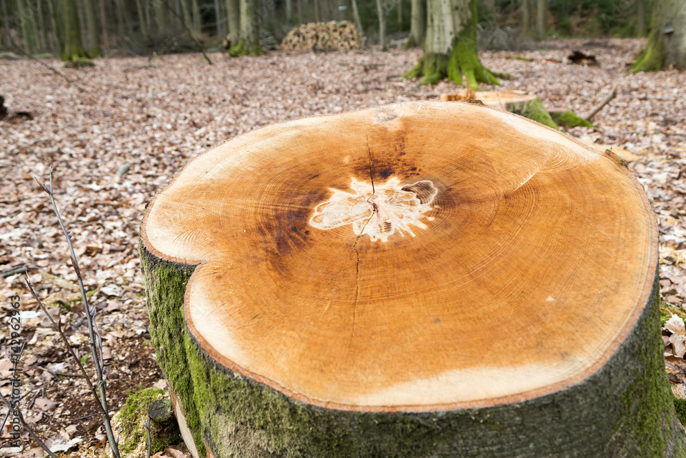 Strunk in Waldlichtung Stock-Foto | Adobe Stock