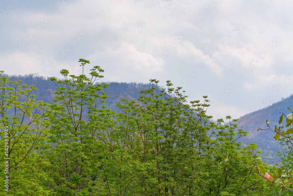 Sky above the trees in the forest with mountain background. Stock Photo ...