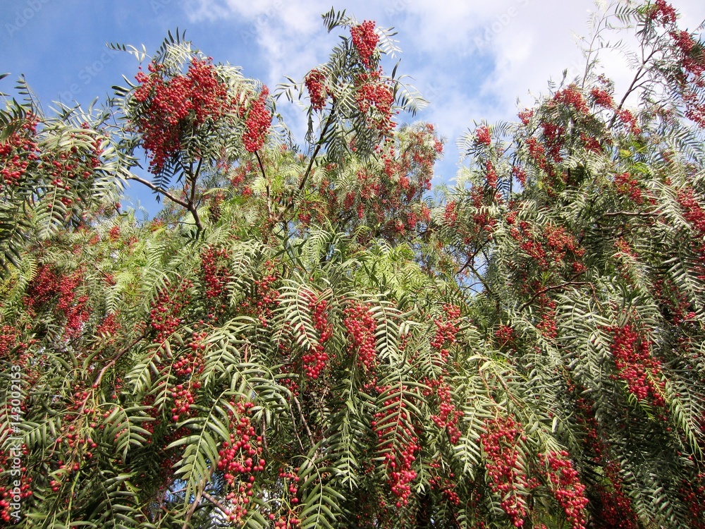 Peruvian Pepper tree (Schinus molle) Stock Photo | Adobe Stock