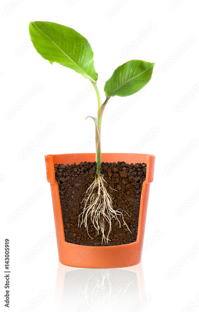 Growing plant with roots showing in pot on a white background. Stock ...