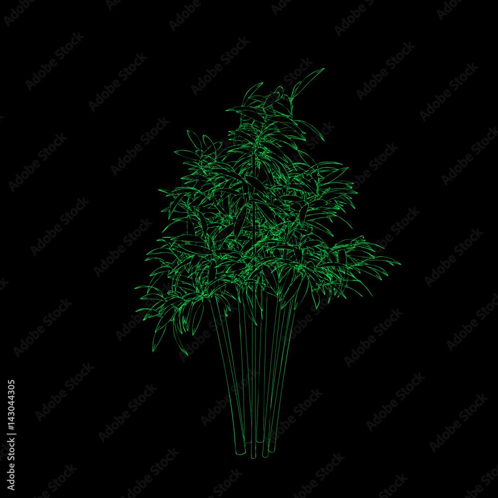 Bamboo tree. Isolated on black background. Vector outline illustration ...