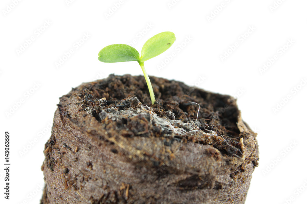 Sprout of Cucamelon (Melothria scabra) in clod of soil isolated on ...