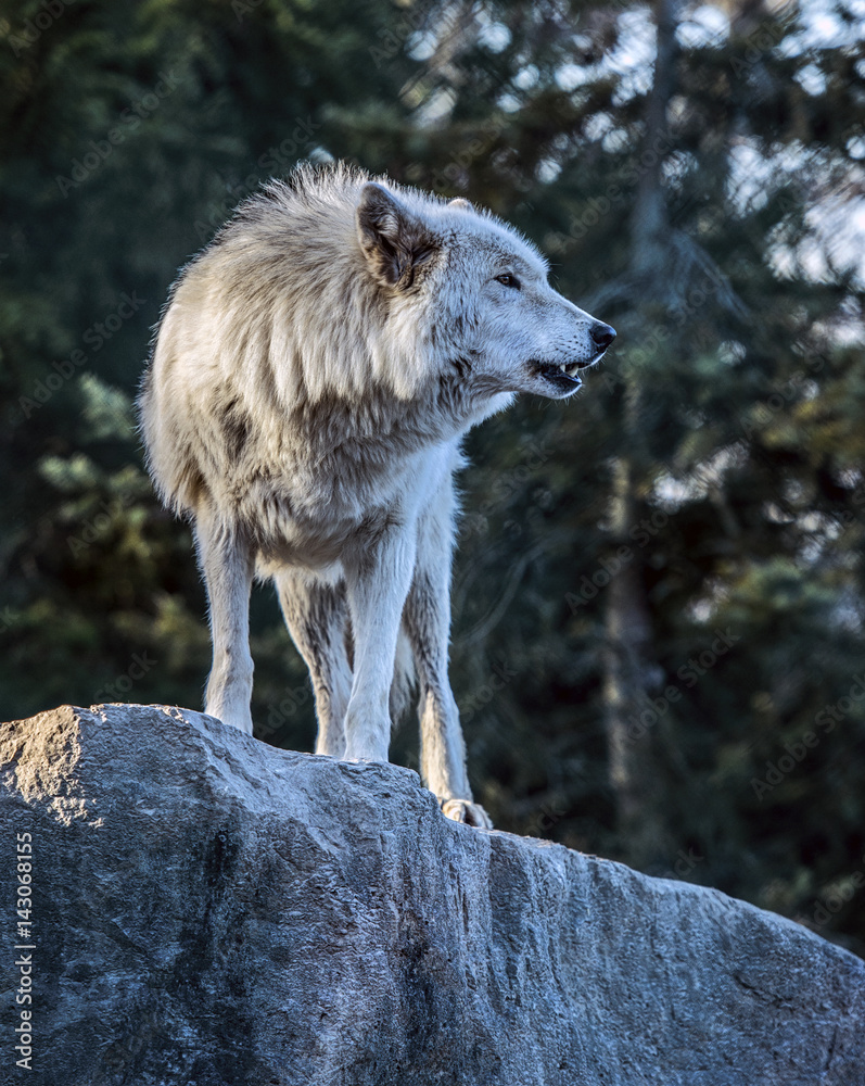 Arctic Wolf standing on rock with trees in background Stock Photo ...