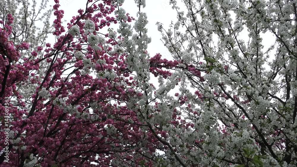 Vidéo Stock shot from left to right of branches of white and pink ...