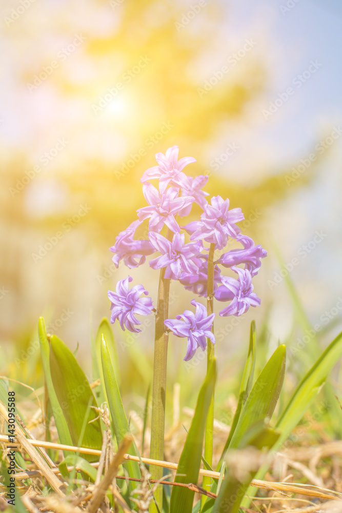 Early Spring Flowers Wallpaper
