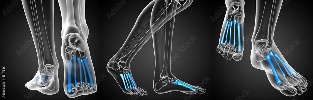 Poster 3d rendering medical illustration of the metatarsal bones – Wall ...