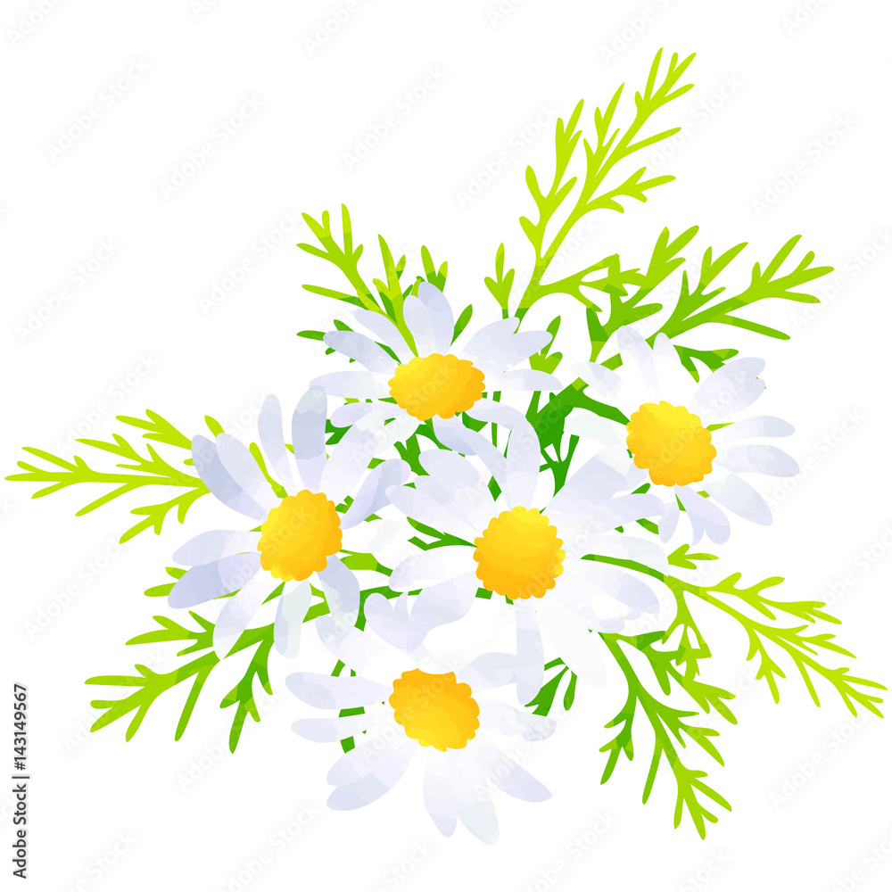 Margaret Flower Illustration