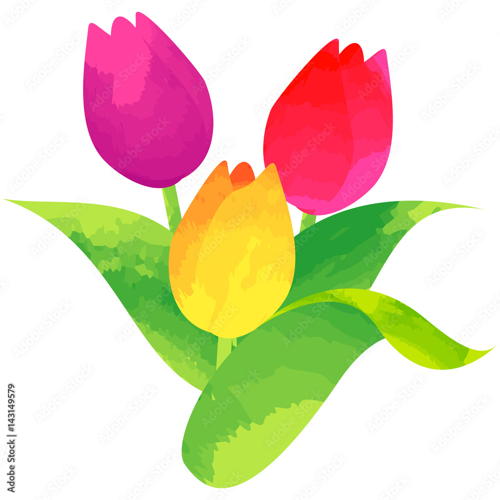 tulip - birth flower vector illustration in watercolor paint textures ...