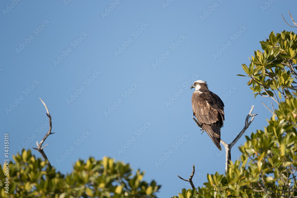 Osprey, —also called Fish eagle, Sea hawk, River hawk, and fish hawk—is ...
