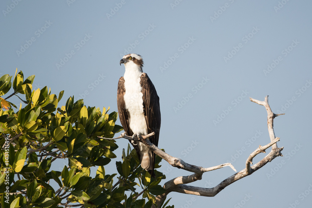 Osprey, —also called Fish eagle, Sea hawk, River hawk, and fish hawk—is ...