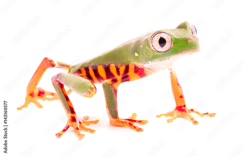 Tiger leg monkey tree frog, Phyllomadusa tomopterna. Tropical treefrog ...