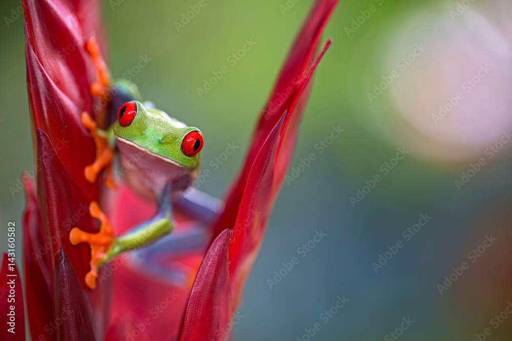 Red eyed tree frog from the rainforests of Central America. Agalychnis ...