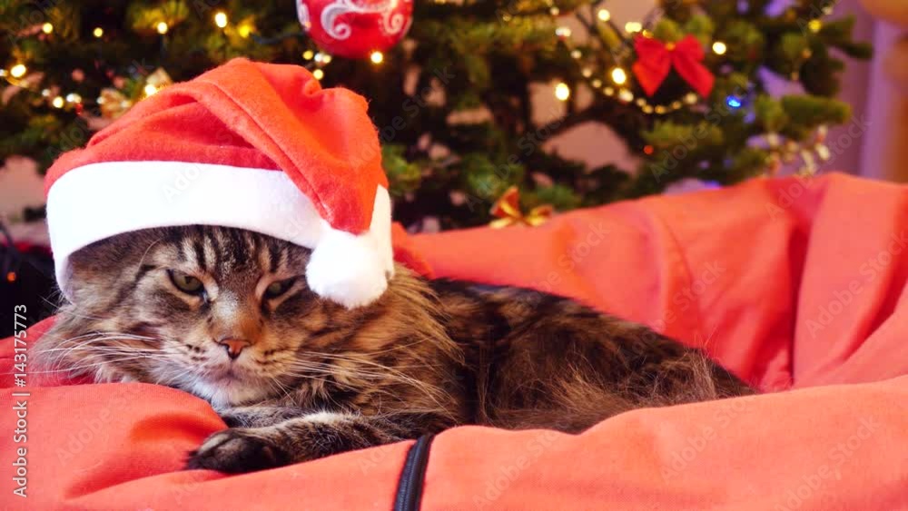 Funny Maine Coon cat as Santa Claus wears christmas cap sits on the ...
