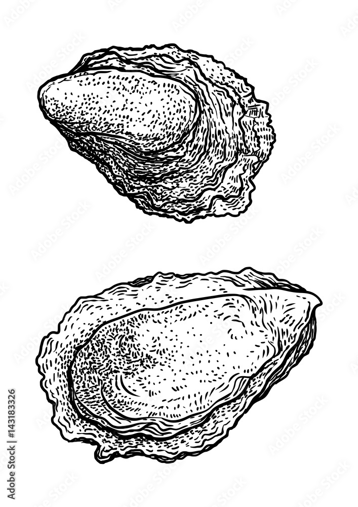 Oyster illustration, drawing, engraving, ink, line art, vector Stock ...