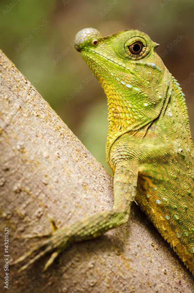 Lyriocephalus scutatus - Hump-nosed lizard Stock Photo | Adobe Stock