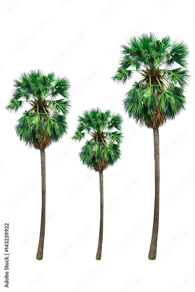 sugar palm tree or toddy palm isolated on white Stock Photo | Adobe Stock