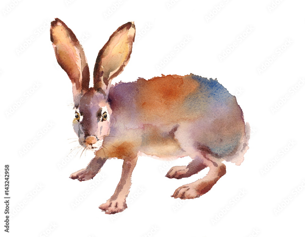 Watercolor Wild Animal Hare Hand Drawn Illustration isolated on white ...